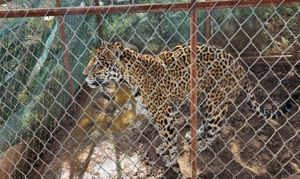 La Jornada Aseguran Dos Tigres Y Cinco Jaguares En Una Casa De Jamay Jalisco