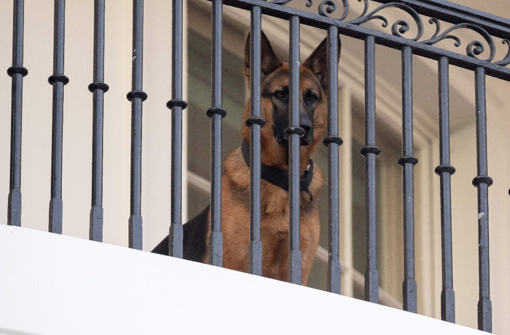 La Jornada - Commander, el perro mordedor de los Biden, deja la Casa Blanca La Jornada - Commander, el perro mordedor de los Biden, deja la Casa Blanca