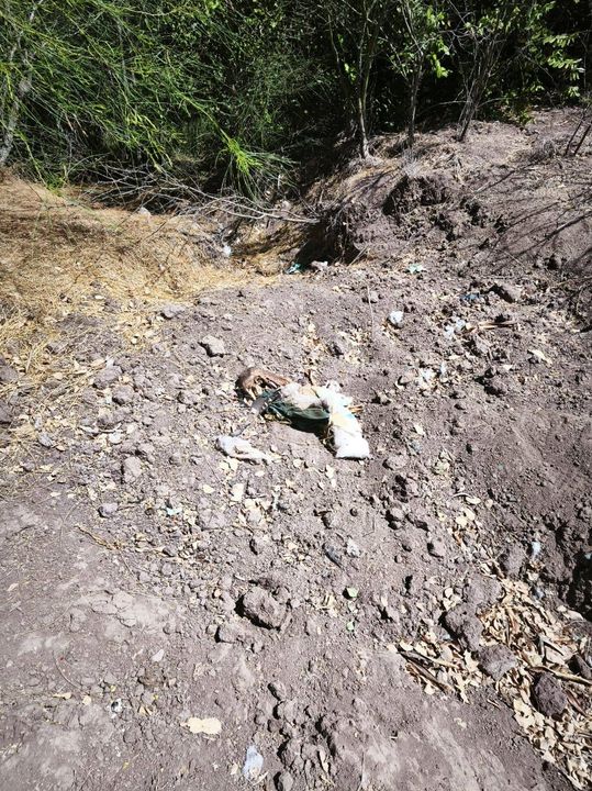 La Jornada - Descubre colectivo fosa clandestina en Costa Rica, Sinaloa