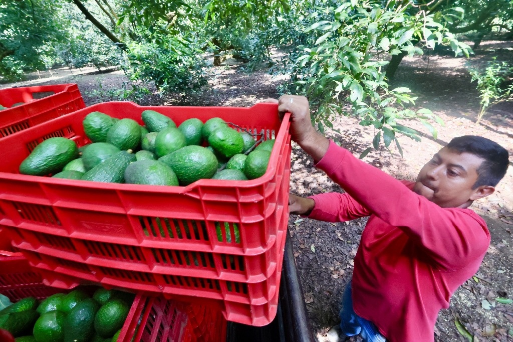 La Jornada - Producción de aguacate se elevó 115% en 10 años