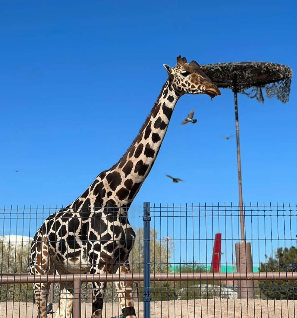 La Jornada - Traslado de la jirafa ‘Benito’ al Africam Safari durará tres días